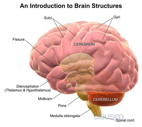 Brain Structure And Function Diagram The Brain Diagram Brain