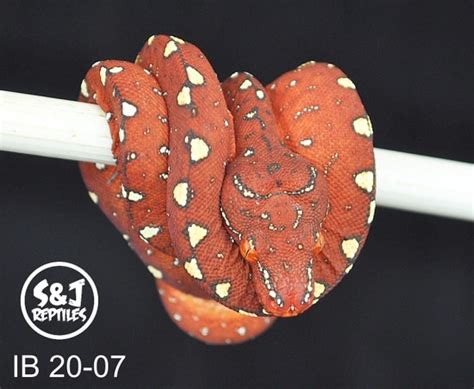 Uscbb 2020 Gtp Green Tree Python By Sandj Reptiles