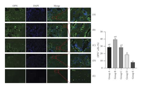 Immunostaining Results Of Opn And Ocn In Newly Formed Tissues Within