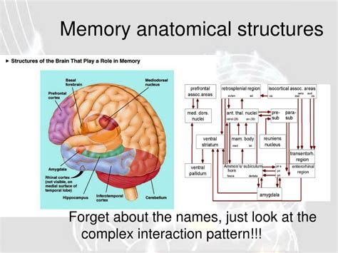 Ppt Music And Memory Powerpoint Presentation Free Download Id996587