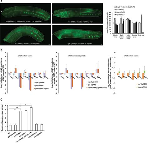 Post Transcriptional Control Of Executioner Caspases By RNA Binding