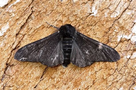 Peppered Moth Facts Diet Habitat And Pictures On Animaliabio