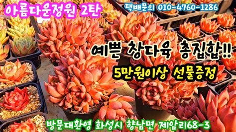 아름다운정원고급품종 대사이즈창군생작고귀여운 착한가격 고운빛감 오늘의 신상들 ♡핑크드레곤♡프랭크♡오데뜨♡슈퍼클론♡샤넷