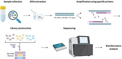 16s Rrna Sequencing Bacterial Identification Service Mtoz Biolabs