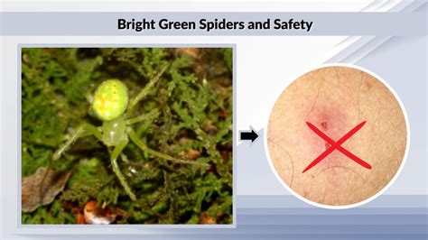 Bright Green Spiders Types Identification And Where Theyre Found