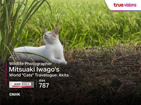 Wildlife Photographer Mitsuaki Iwagos World Cats Travelogue Akita