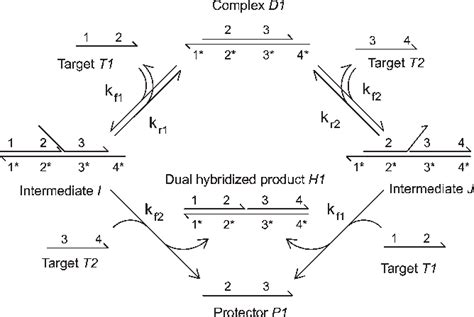 Figure 1 From Cooperative Hybridization Of Oligonucleotides