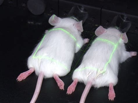 Bioluminescence And Near Infrared Imaging Of Optic Neuritis And Brain Inflammation In The Eae