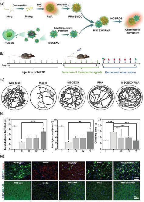 A Schematic Illustration Showing The Construction Of Engineered