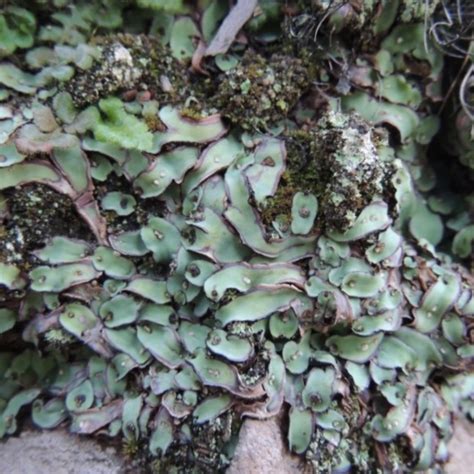 Plagiochasma Rupestre A Liverwort Naturemapr Australia