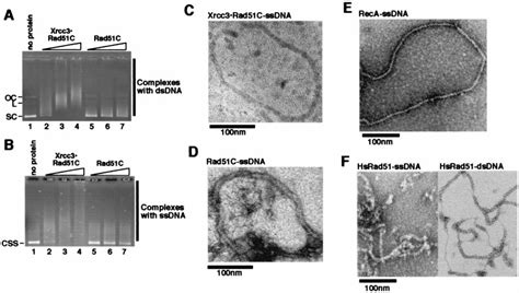 Dna Binding And Electron Microscopic Visualizations Of Xrcc3rad51c And