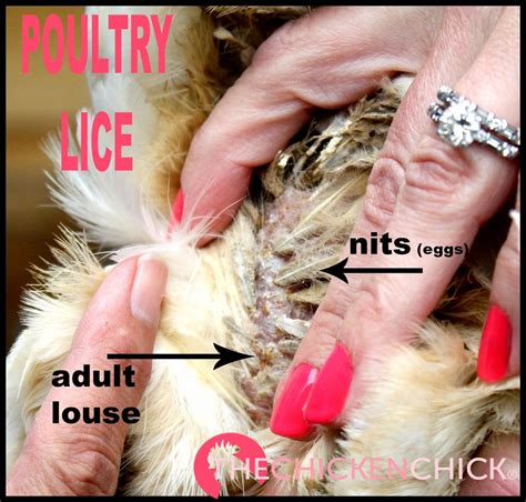 Poultry Lice And Mites Identification And Treatment Artofit