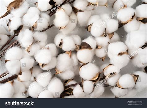 2956346 목화솜 이미지 스톡 사진 및 벡터 Shutterstock