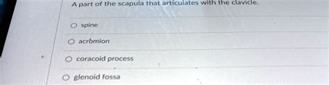 A Part Of The Scapula That Articulates With The Clavicle O Spine O Acromion O Coracoid Process