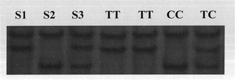 Method For Detecting Sow Total Number Born Character Correlated Mutant