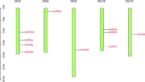 Chromosomal Location Of Sitps Genes In Sesame Genome Download