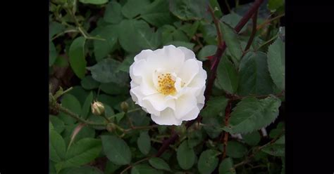 Rosa moschata Hybr. Moonlight