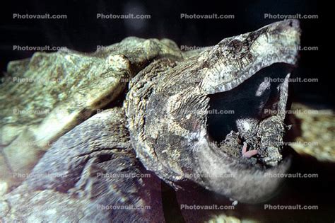 Alligator Snapping Turtle Macrochelys Temminckii Photo