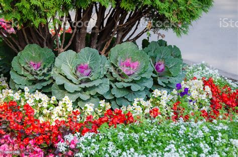 화려한 꽃은 공원의 화단에 줄지어 심어 져 있습니다 정원의 조경 디자인 0명에 대한 스톡 사진 및 기타 이미지 0명 개체 그룹 개화기 Istock