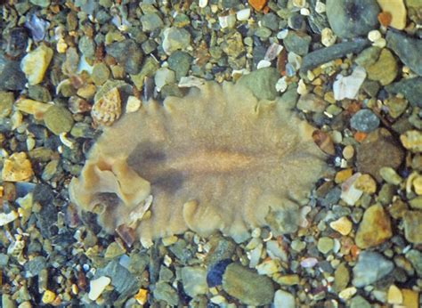 Polyclad Flatworm