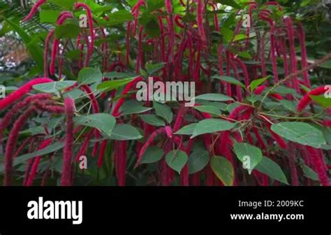 Philippine Medusa Or Red Hot Cat Tail Acalypha Hispida Stock Video