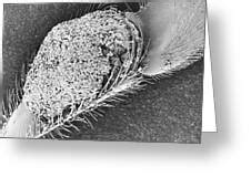 Bee Pollen Basket On Rear Leg 1 By Science Photo Library