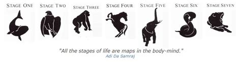 7 Stages Of Life Seven Stages Of Life Adi Da Samraj Beezone Library