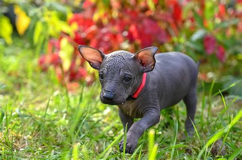 Xoloitzcuintli Cost How Much Will These Puppies Cost You