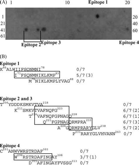 Ige Binding To Overlapping Peptides A Epitope Mapping Was Performed