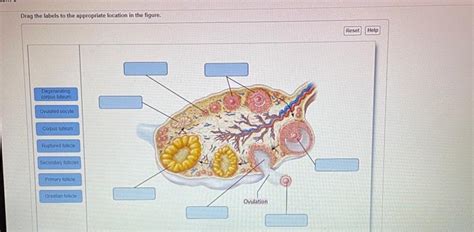Solved Drag The Appropriate Labels To Their Respective Chegg Com