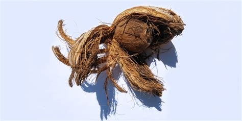 Can You Eat Coconut With A Tree Nut Allergy Coconut Queendom