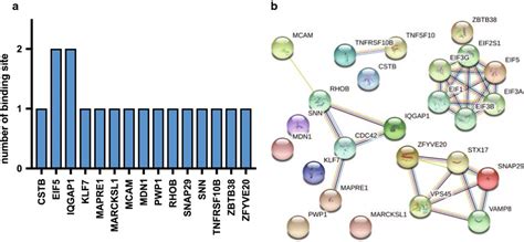 Experimentally Validated Target Genes Of Mir 21 And Related Pathways In Download Scientific