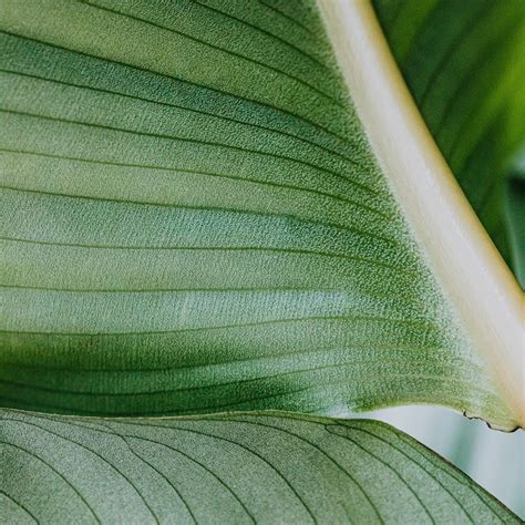 Dāvids Kārlis Youtube