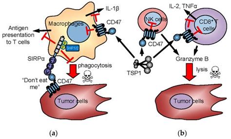 Thrombospondin 1 In The Tumor Microenvironment Encyclopedia Mdpi