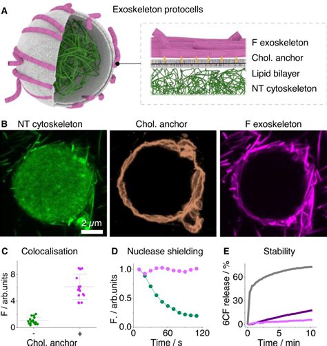 Creating Complex Protocells And Prototissues Using Simple Dna Building Blocks Rosetrees Trust