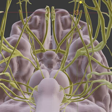 💀 3d Cranial Nerves And Facial Skull Model・ Stl File For 3d Printing・cults