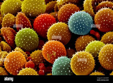 Rust Fungus Spores Coloured Scanning Electron Micrograph SEM Of Spores From A Rust Fungus