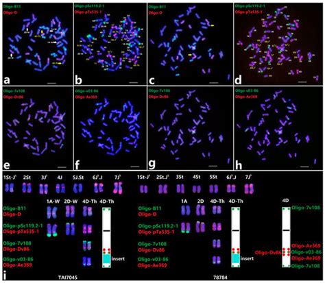 Characterization Of New Wheat Thinopyrum Intermedium Derivative Lines