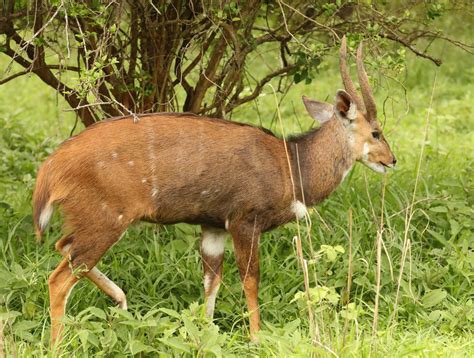 Tragelaphus Scriptus Harnessed Bushbuck