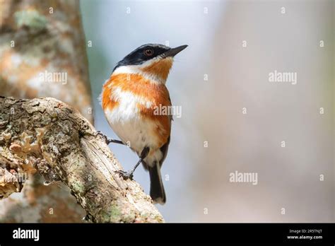 Cape Batis Batis Capensis Female In Afromontane Forest Near Wilderness Western Cape South