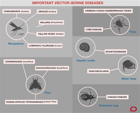 Bites And Parasites Vector Borne Diseases And The Bugs Spreading Them