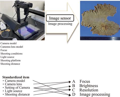 Schematic Diagram Of Factors Affecting Macro Photography Macro