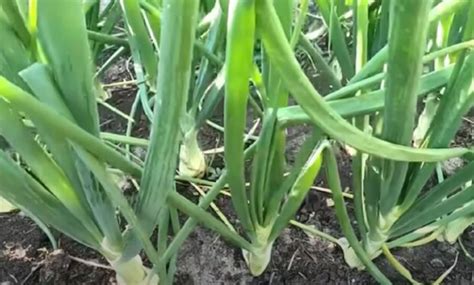 Дачникам розповіли чим потрібно підгодувати цибулю щоб вона виросла солодкою і великою