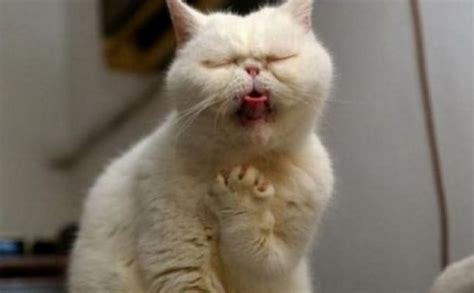 Cara Mengobati Kucing Sakit Muntah Yang Baik Dan Benar ArenaHewan Com