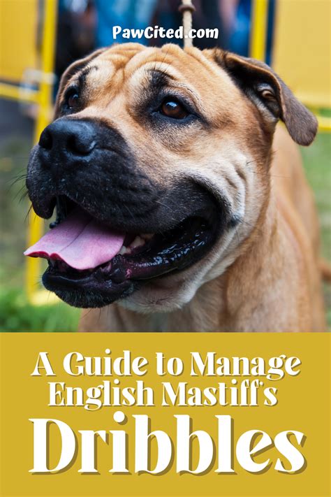 A Guide To Manage English Mastiffs Dribbles English Mastiff