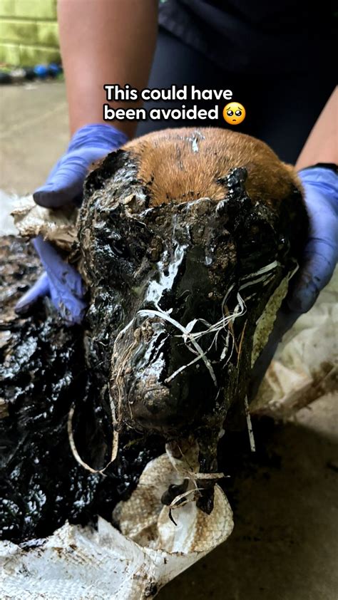 It Took 72 Hours And Three Volunteers To Remove All Of The Tar The