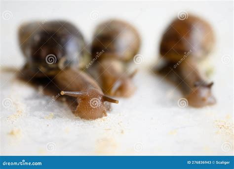 Snail Race Slugs Are Running On Food Paths On White Table Stock Image