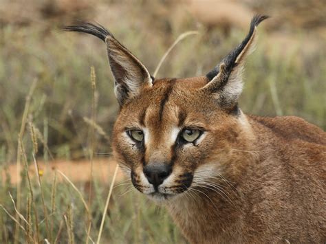 Caracal Cat Photos Wallpapers ανανεωμένο The Fun Bank