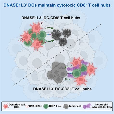 Dnase1l3 Expressing Dendritic Cells Promote Cd8 T Cell Function And
