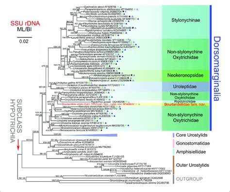 maximum likelihood ml tree inferred from the ssu rrna gene